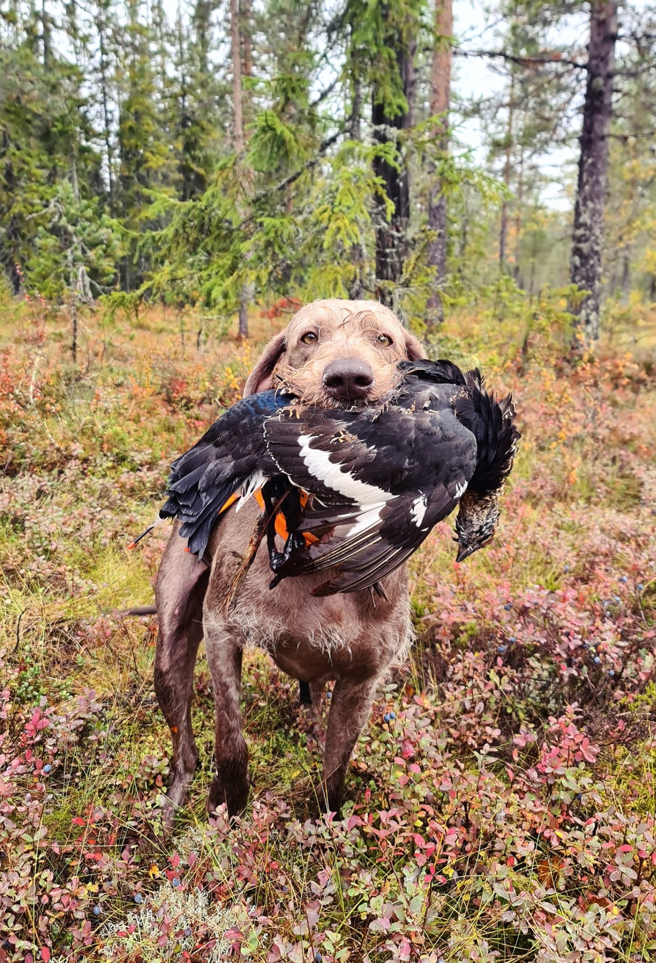 Slovakisk Vorstehhund Strihåret :: weimaranerklubb