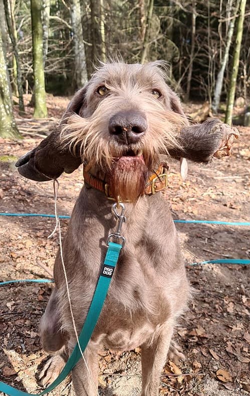 Slovakisk Vorstehhund Strihåret :: weimaranerklubb