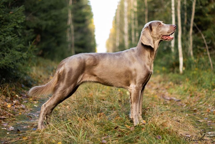 Weimaraner Langhåret :: weimaranerklubb