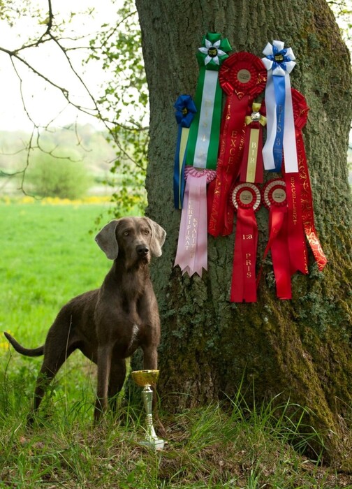 Slovakisk Vorstehhund Strihåret Avlshunder :: weimaranerklubb
